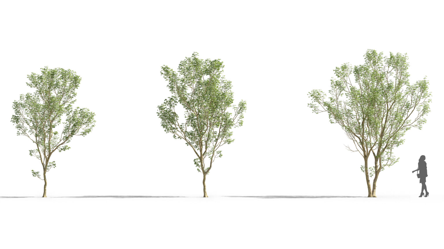 Bộ cây sketchup Vray - SU84 Studio