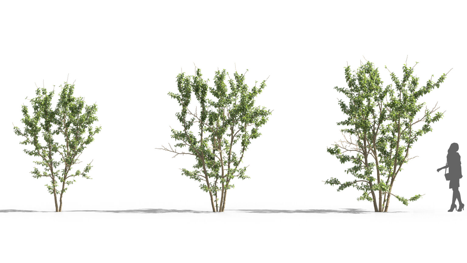 Bộ cây sketchup Vray - SU84 Studio