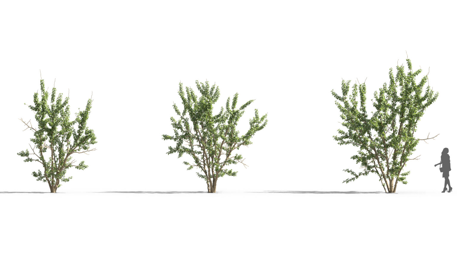 Bộ cây sketchup Vray - SU84 Studio